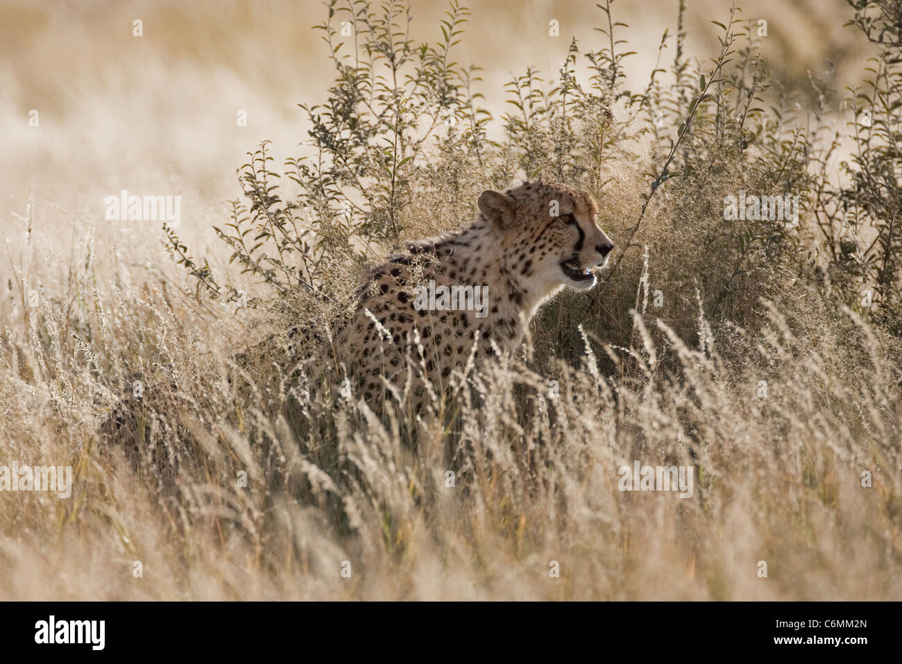 Cheetah in dry grass in late afternoon sunlight Stock Photo - Alamy