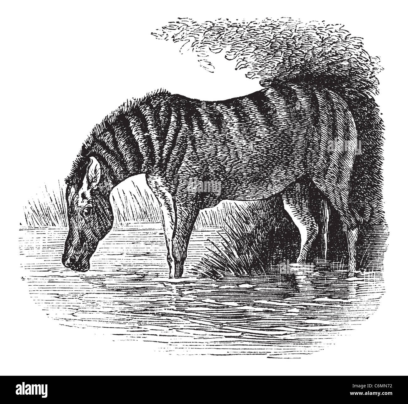 Donkey or Equus asinus, vintage engraving. Old engraved illustration of ...