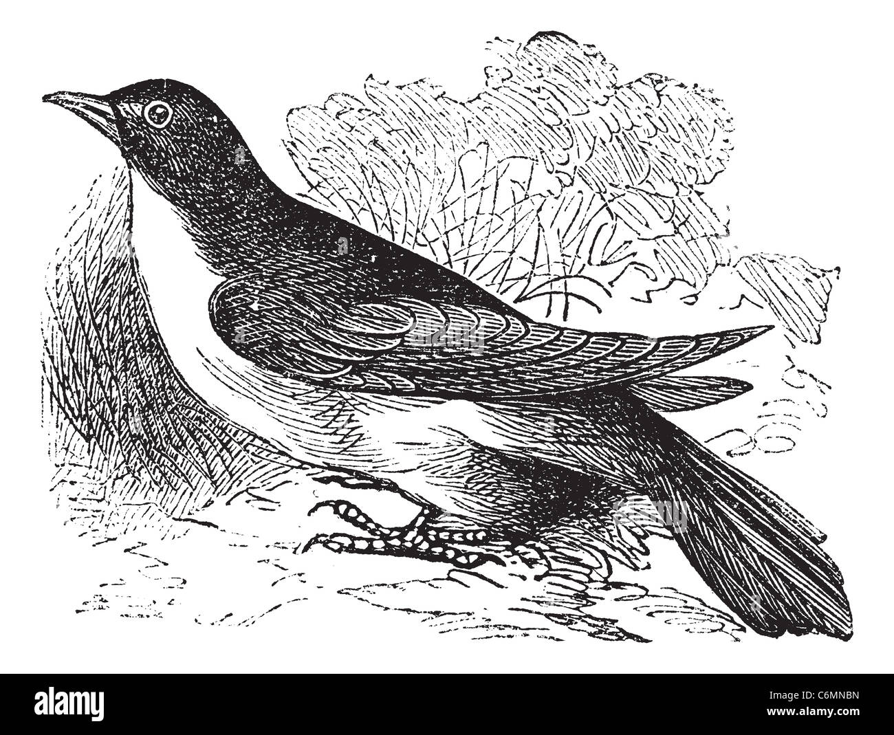 Yellow-billed Cuckoo or Rain Crow or Storm Crow or Coccyzus americanus ...
