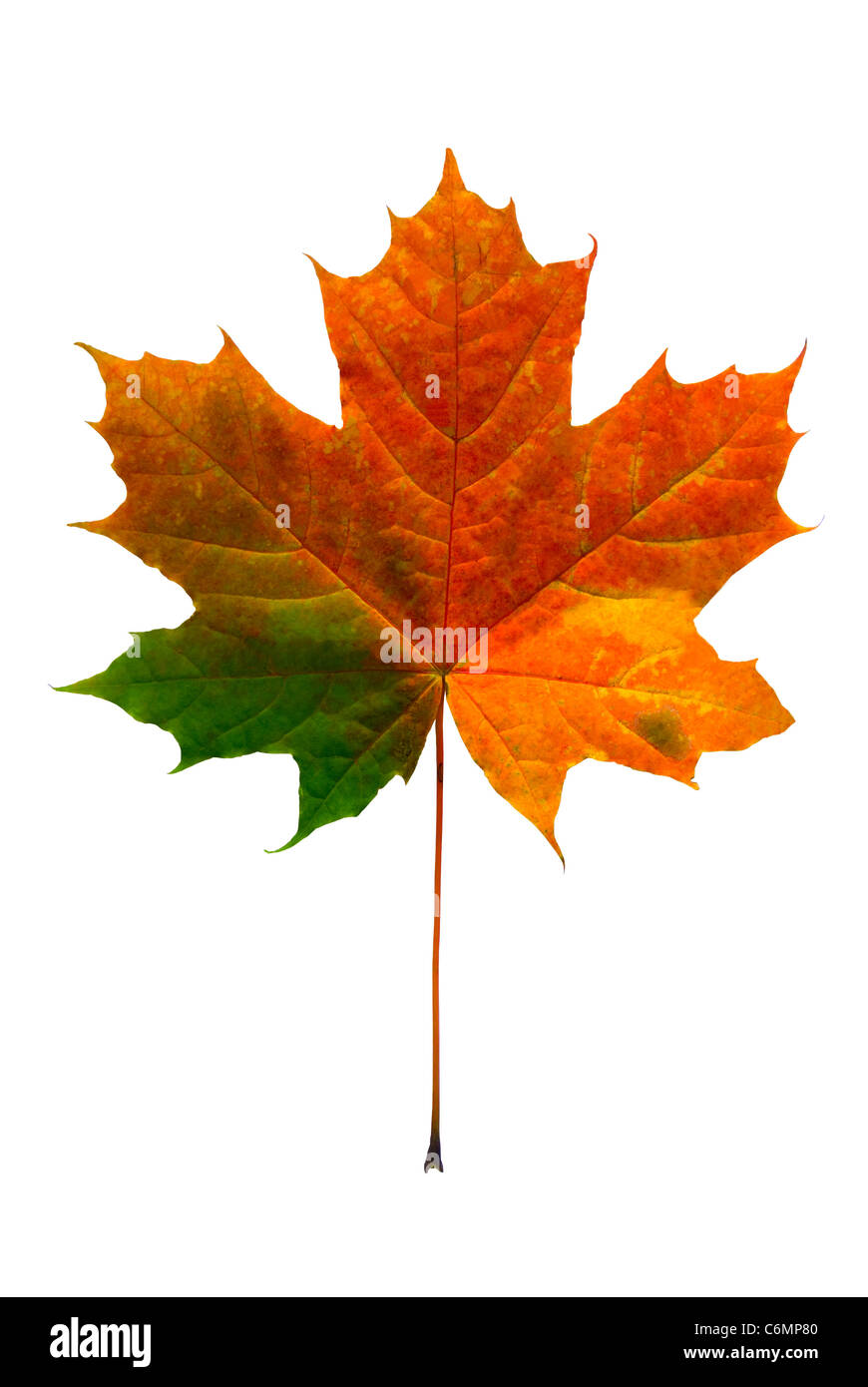 Fall colors october in Cut Out Stock Images & Pictures - Alamy