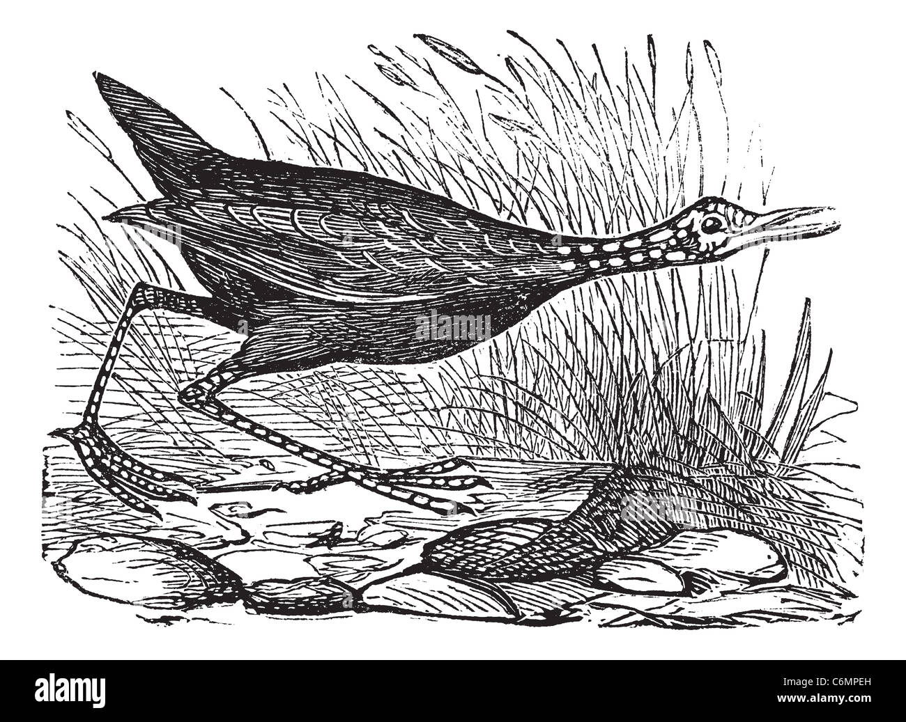 Aramus scolopaceus hi-res stock photography and images - Alamy