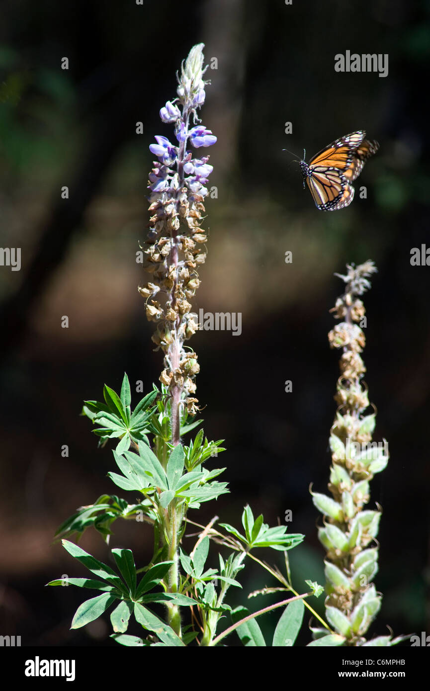 Piedra Herrada butterfly preserve in Mexico Stock Photo - Alamy