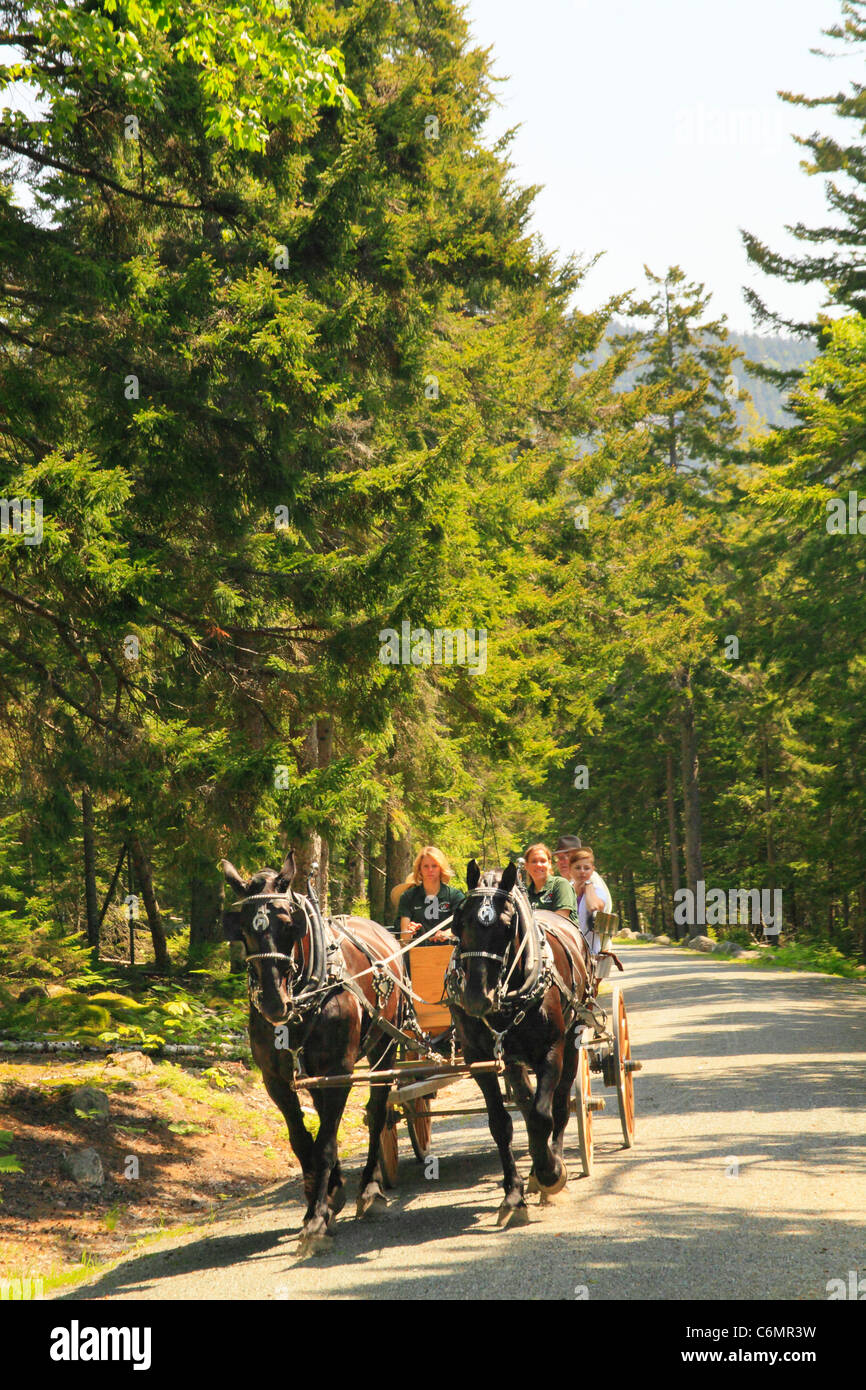 Acadia national park carriage horse hi-res stock photography and images ...