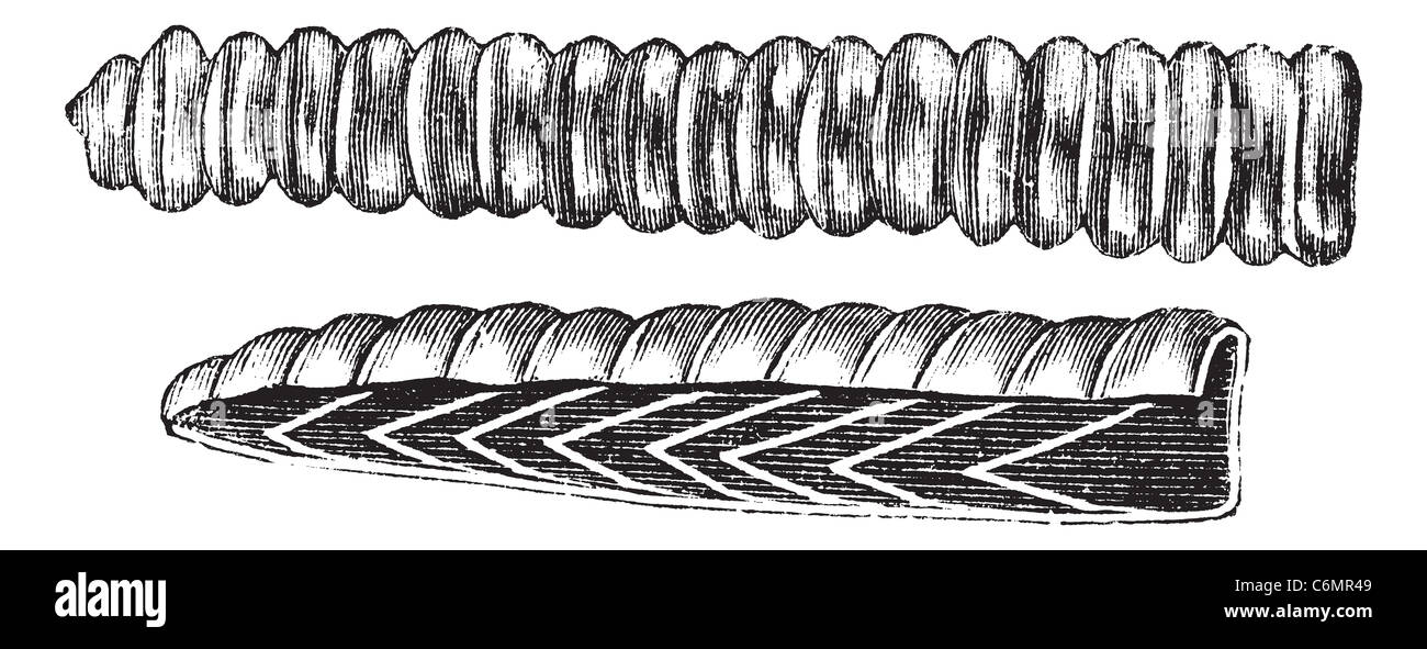 Rattlesnake Rattle, vintage engraving. Old engraved illustration of a ...