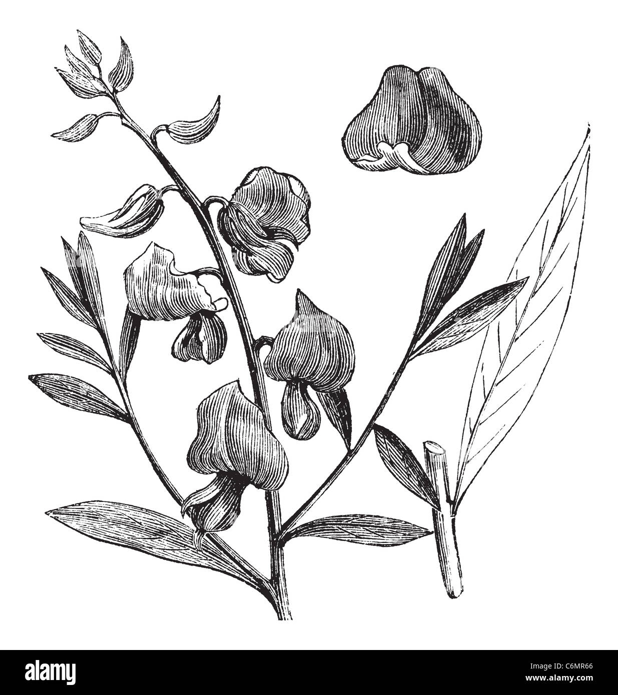 Lignified fiber Cut Out Stock Images & Pictures - Alamy