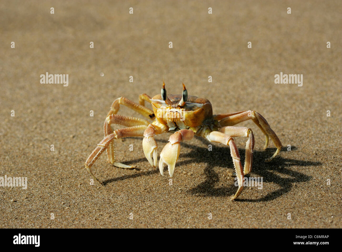 A close up of a Horned Ghost crab on sea sand Stock Photo - Alamy