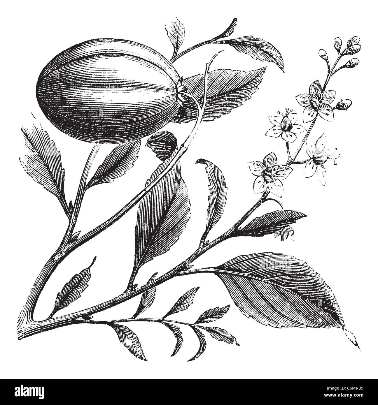 Croton tiglium plant hi-res stock photography and images - Alamy