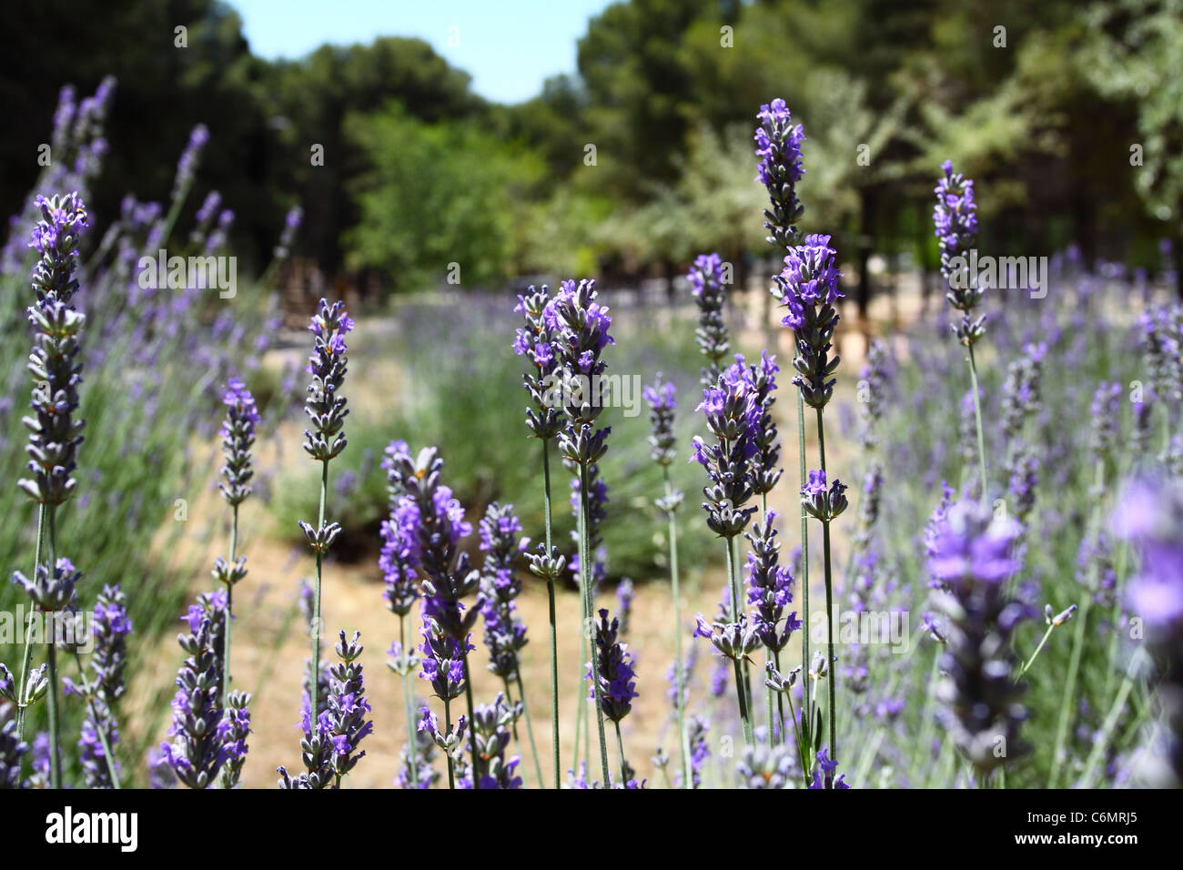 Provence, typical landscape. France Stock Photo - Alamy