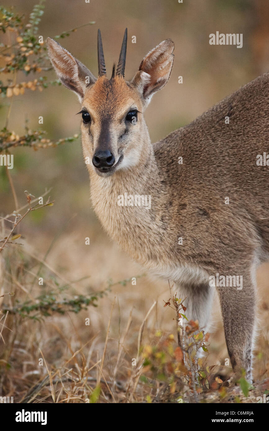 Duiker hi-res stock photography and images - Alamy