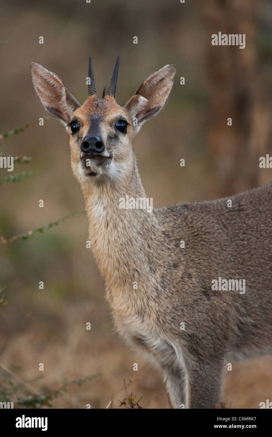 Duiker High Resolution Stock Photography and Images - Alamy