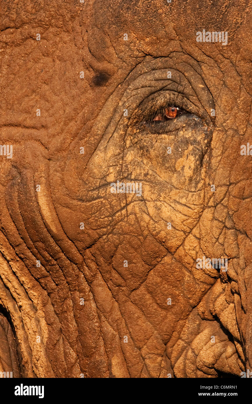 A close up of an elephants eye and skin on the side of the face Stock ...