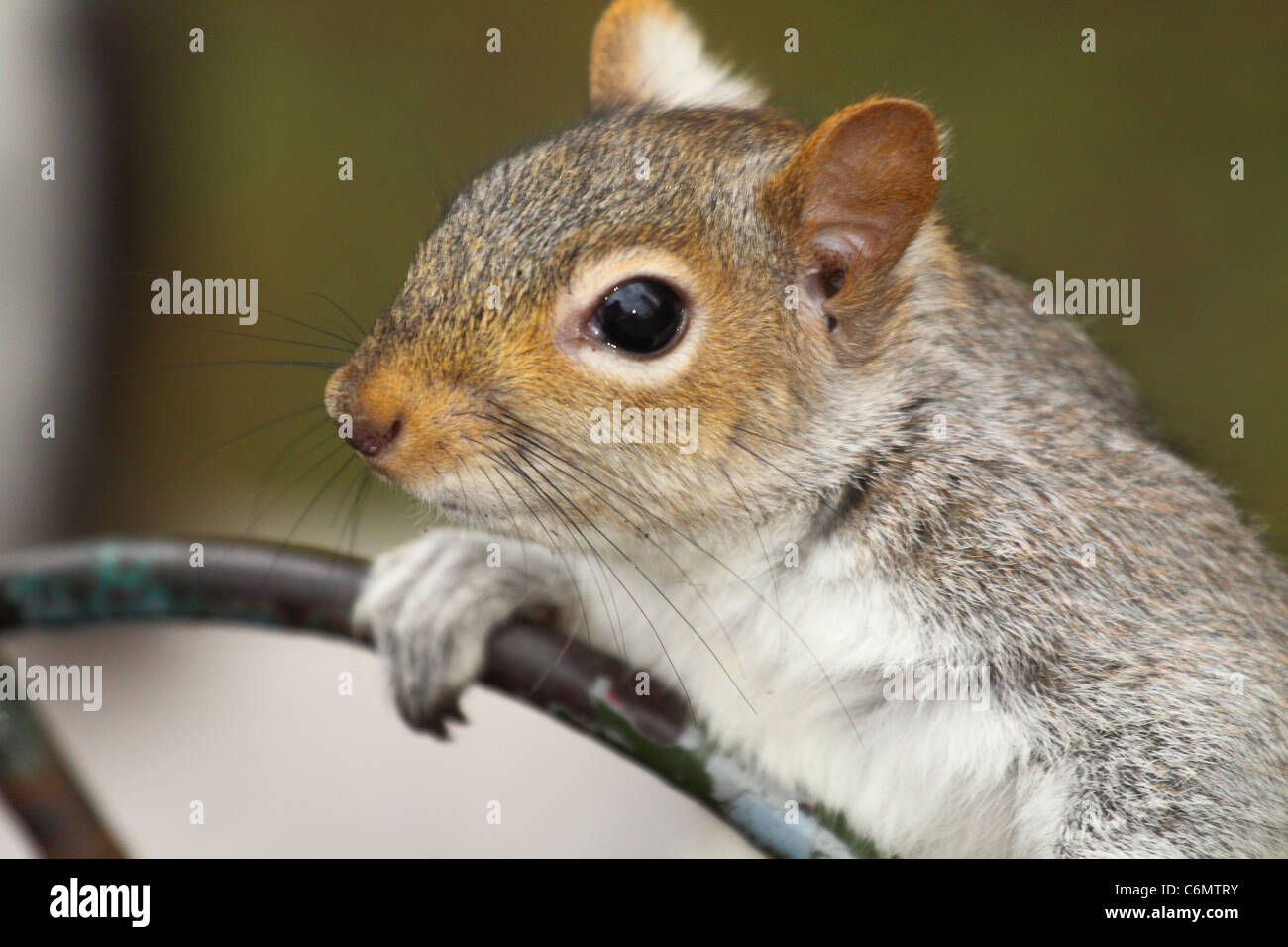 A squirrel eating Stock Photo - Alamy
