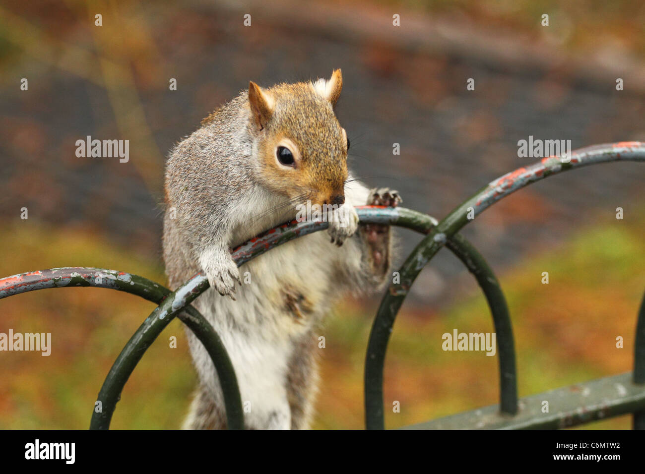 A squirrel eating Stock Photo - Alamy