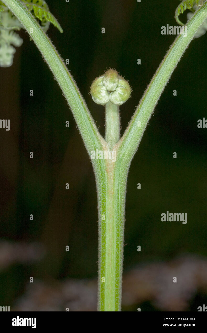 New leaf hi-res stock photography and images - Alamy