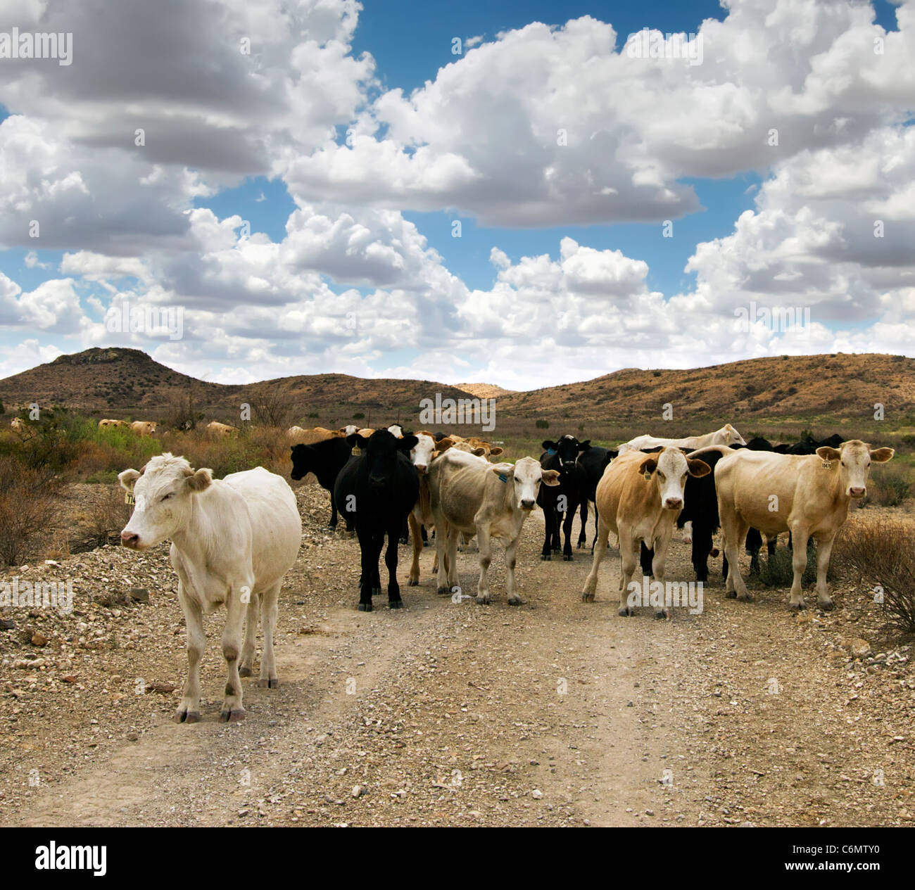 Roundup of cattle on a West Texas ranch before shipping Stock Photo - Alamy