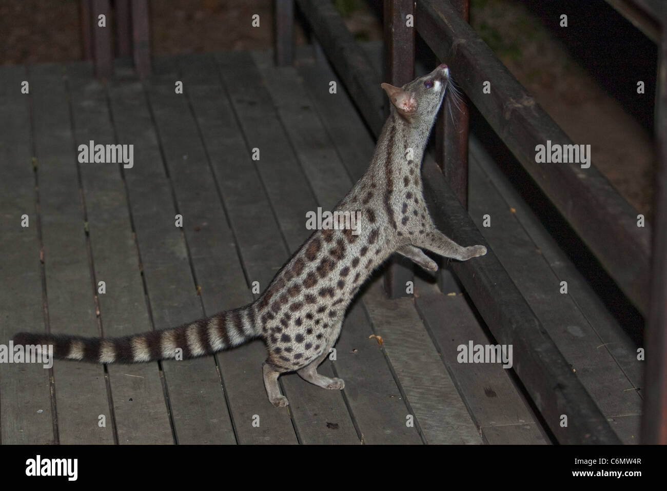 Large Spotted genet climbing up the railing at a bush camp Stock Photo ...