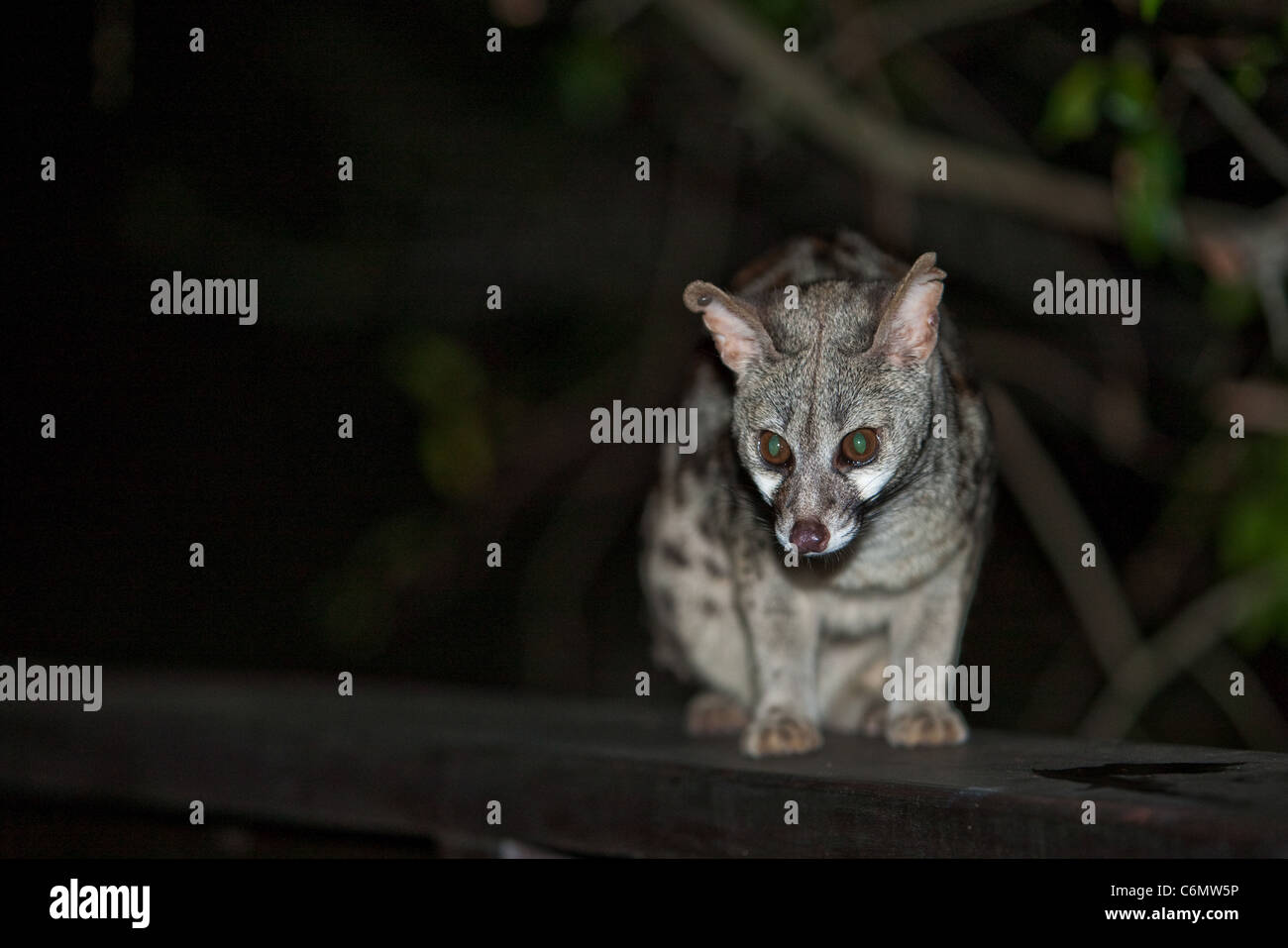 Large Spotted genet on the railing at a bush camp Stock Photo - Alamy