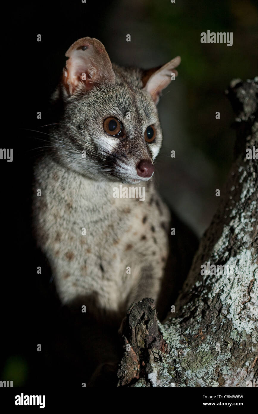 Genet cat hi-res stock photography and images - Alamy