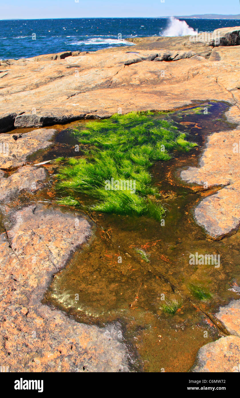 Schoodic Peninsula, Acadia National Park, Maine, USA Stock Photo - Alamy