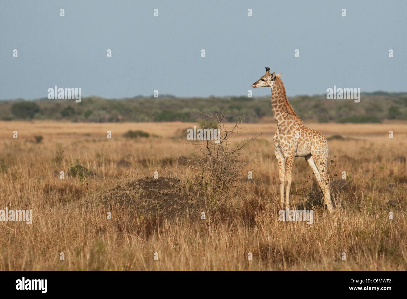 Cute baby giraffe hi-res stock photography and images - Alamy