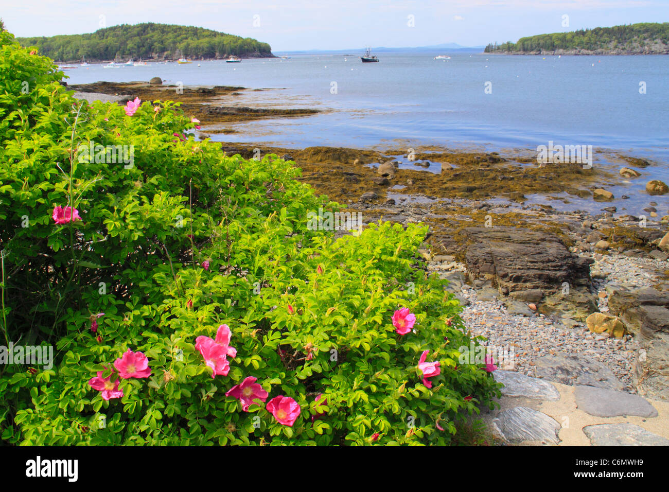 Wild Roses, Bar Harbor Shore Path, Bar Harbor, Mount Desert island ...