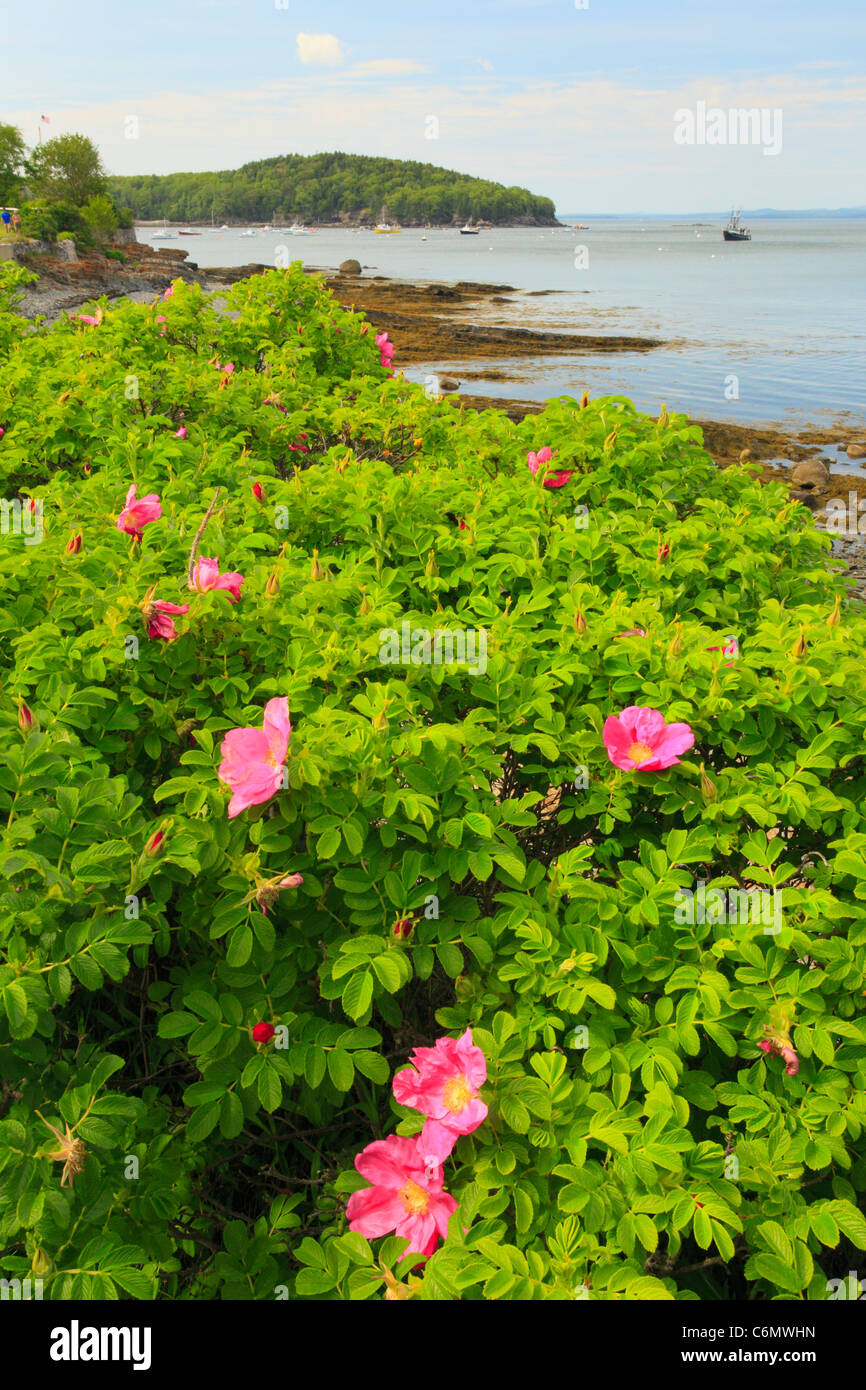 Wild Roses, Bar Harbor Shore Path, Bar Harbor, Mount Desert island ...