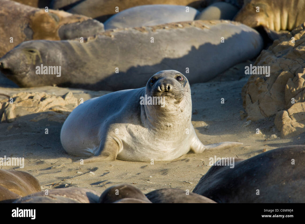 Immature seal hi-res stock photography and images - Alamy