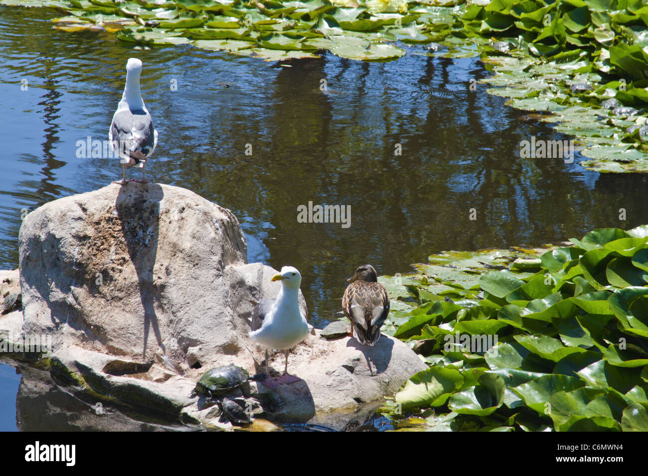 Gulls, duck, and turtles by pond with lily pads Stock Photo - Alamy
