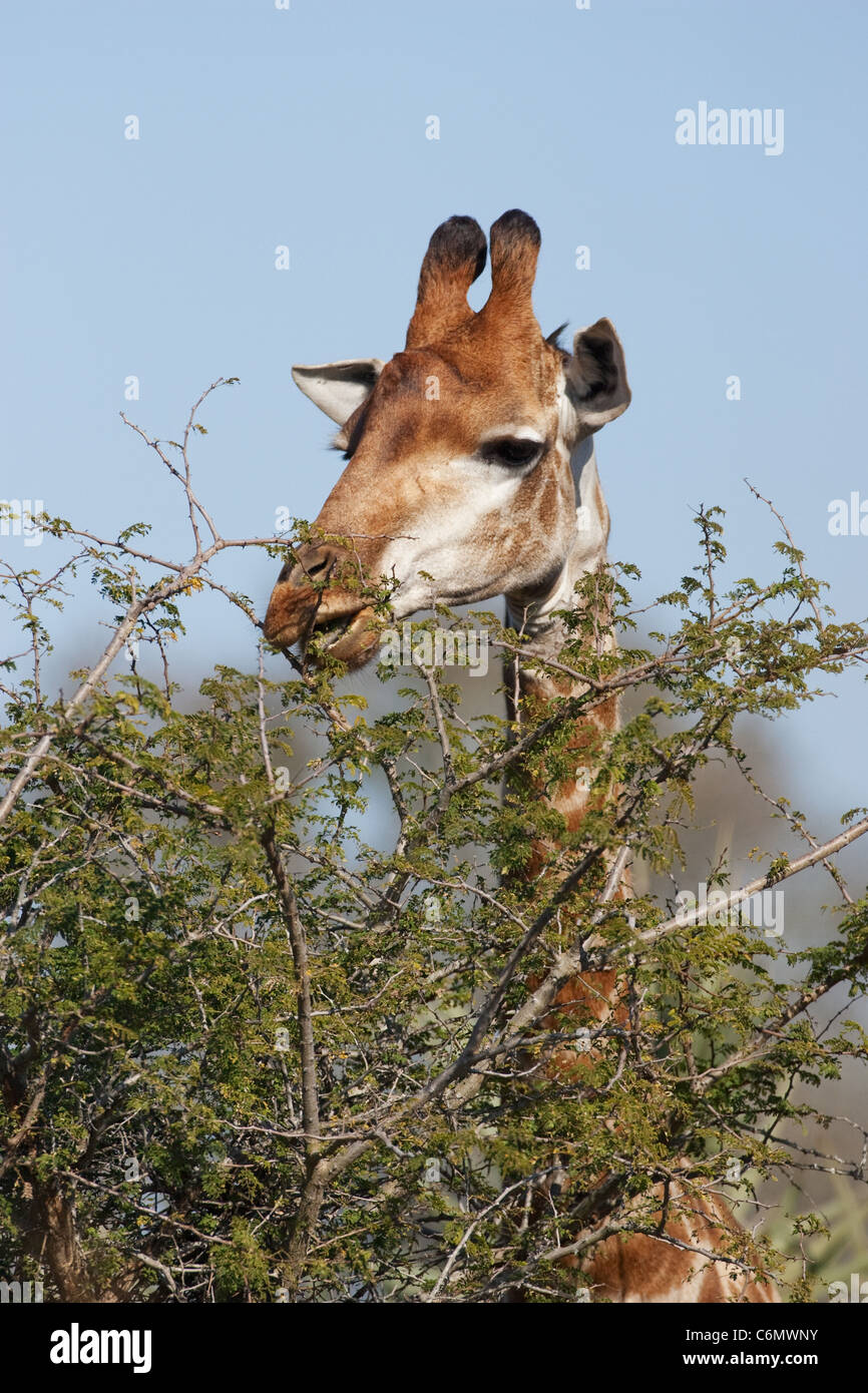 Browsing animal hi-res stock photography and images - Alamy