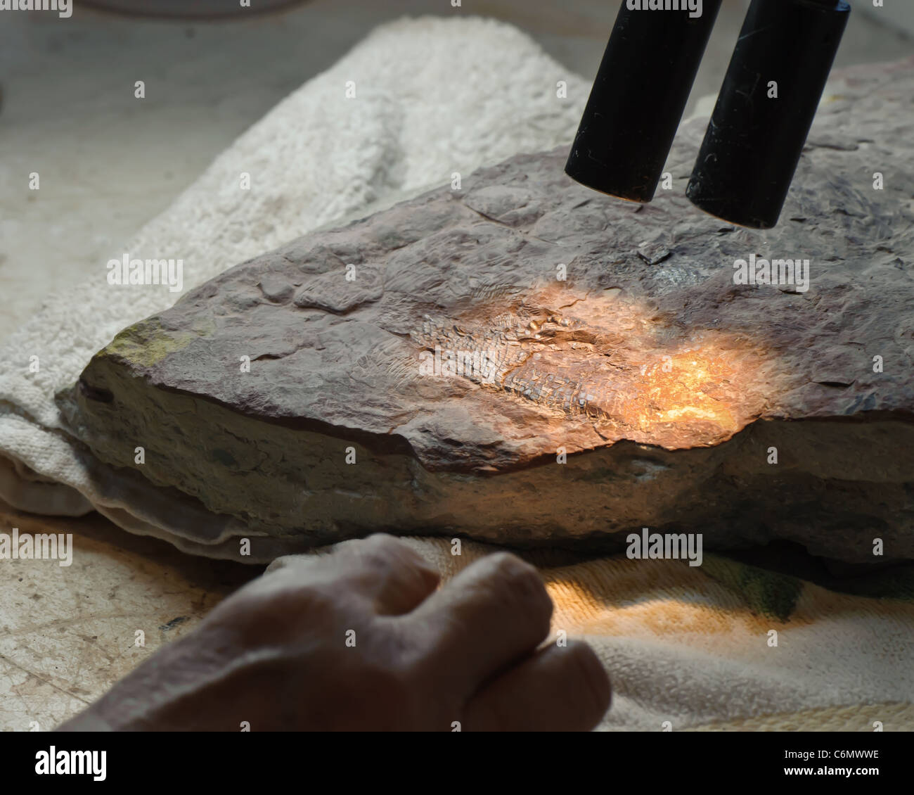 Fossil preparation hi-res stock photography and images - Alamy