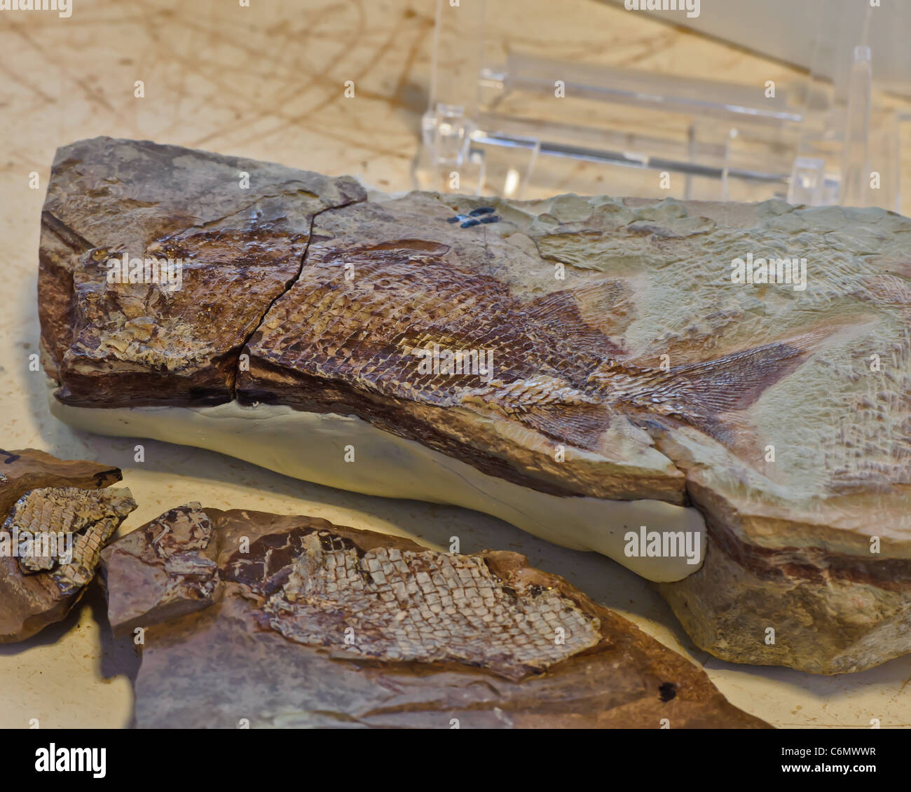 Pieces of a Palaeoniscoid historical fish fossil Stock Photo - Alamy