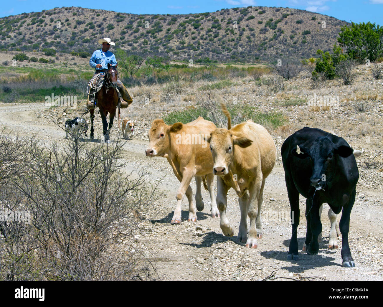 Roundup of cattle on a West Texas ranch before shipping Stock Photo - Alamy