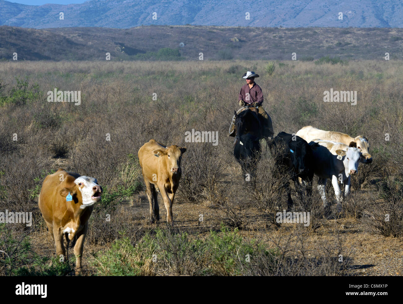 Roundup of cattle on a West Texas ranch before shipping Stock Photo - Alamy