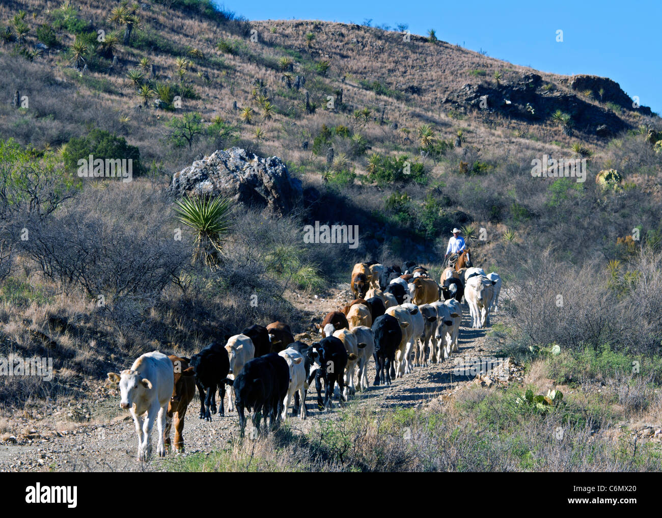 Cattle ranch horse hi-res stock photography and images - Alamy