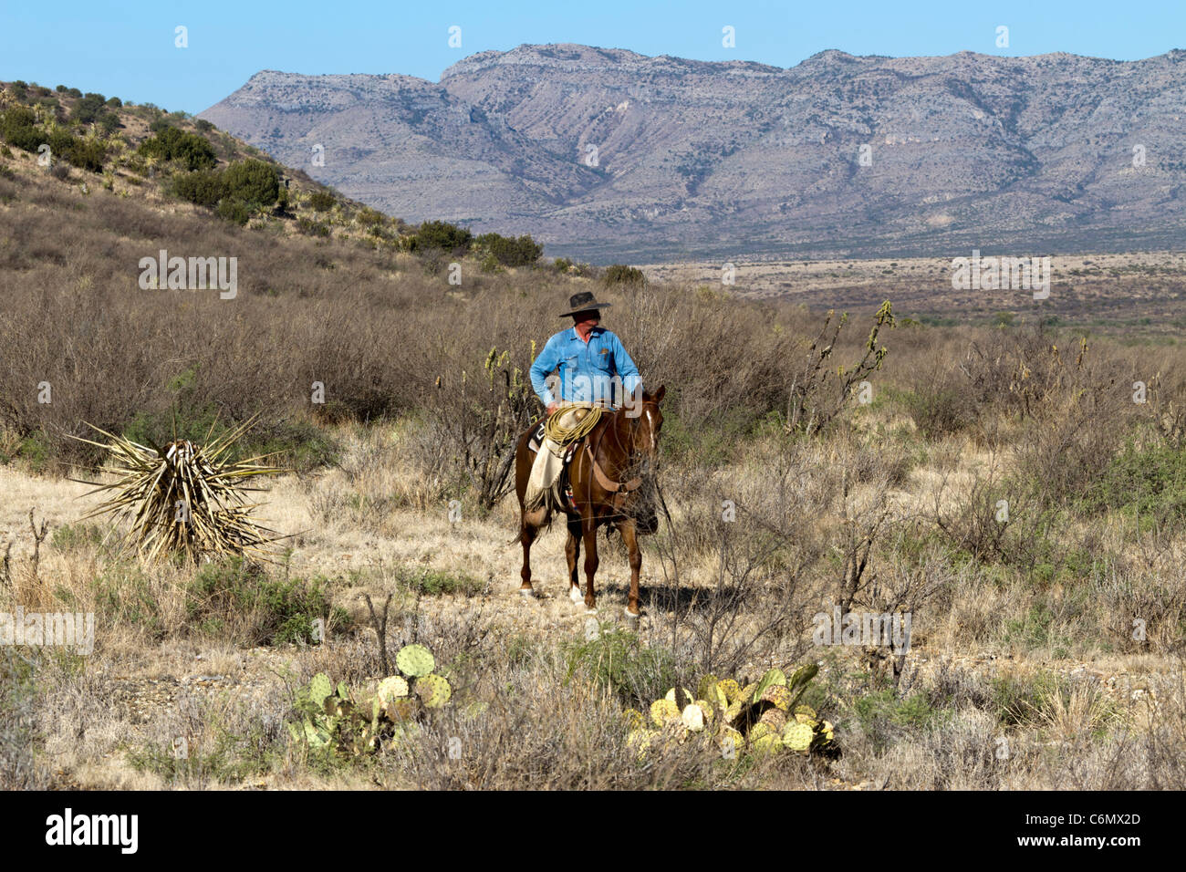 Cowboy during a roundup of cattle on a West Texas ranch before shipping ...