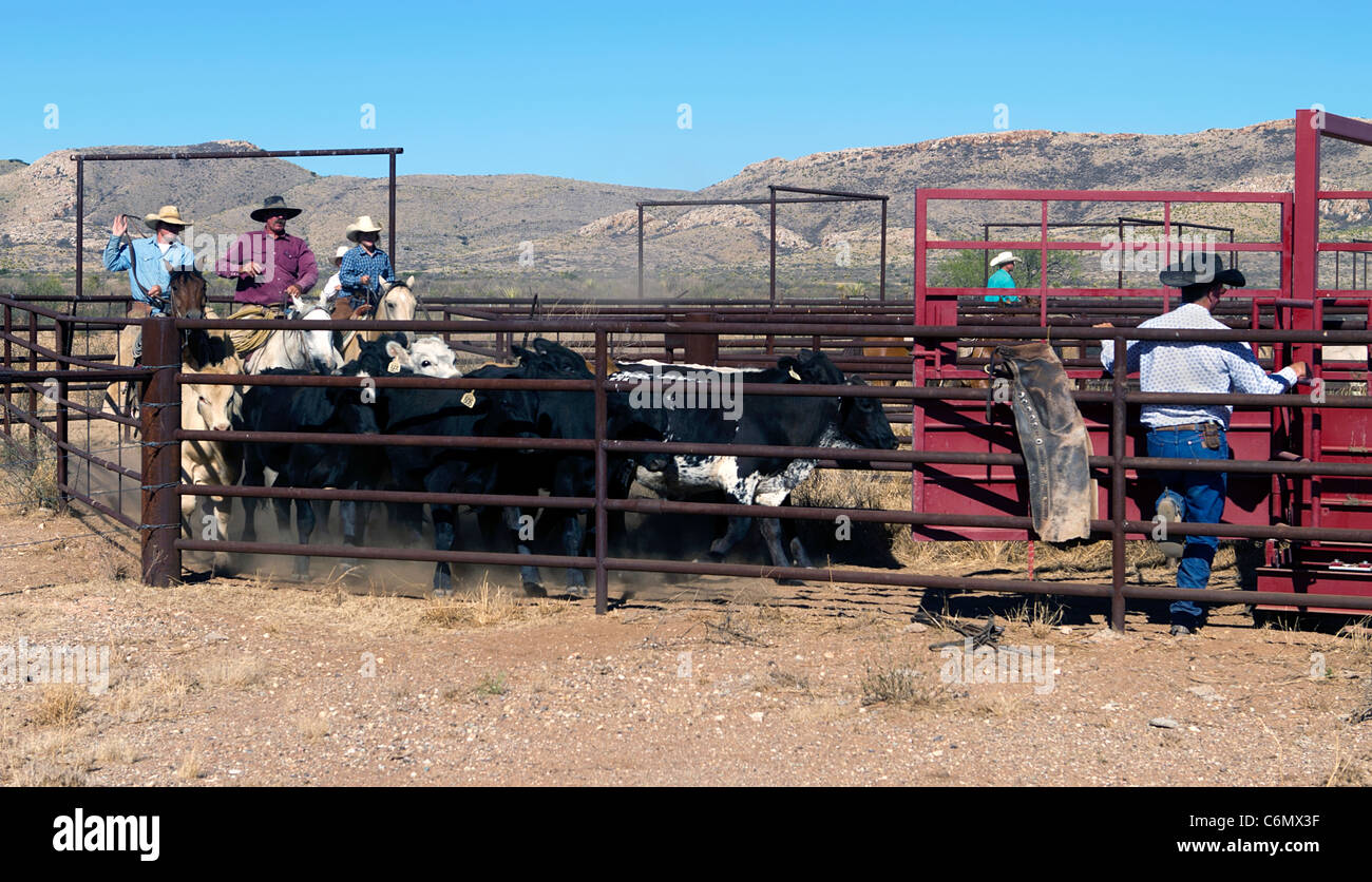 Cowboys working cattle in pens after a roundup on a West Texas ranch ...