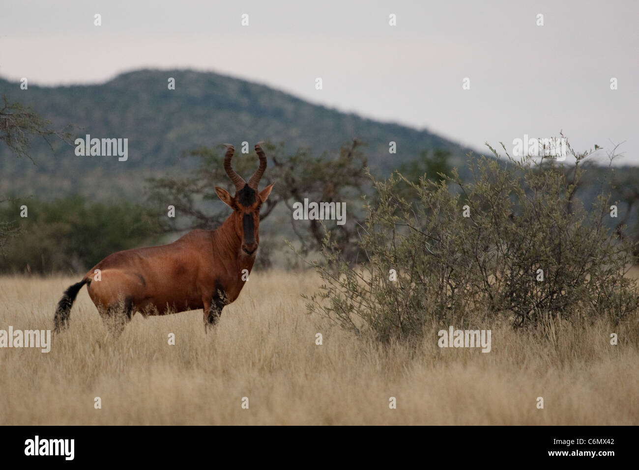 Hartebeest hi-res stock photography and images - Alamy