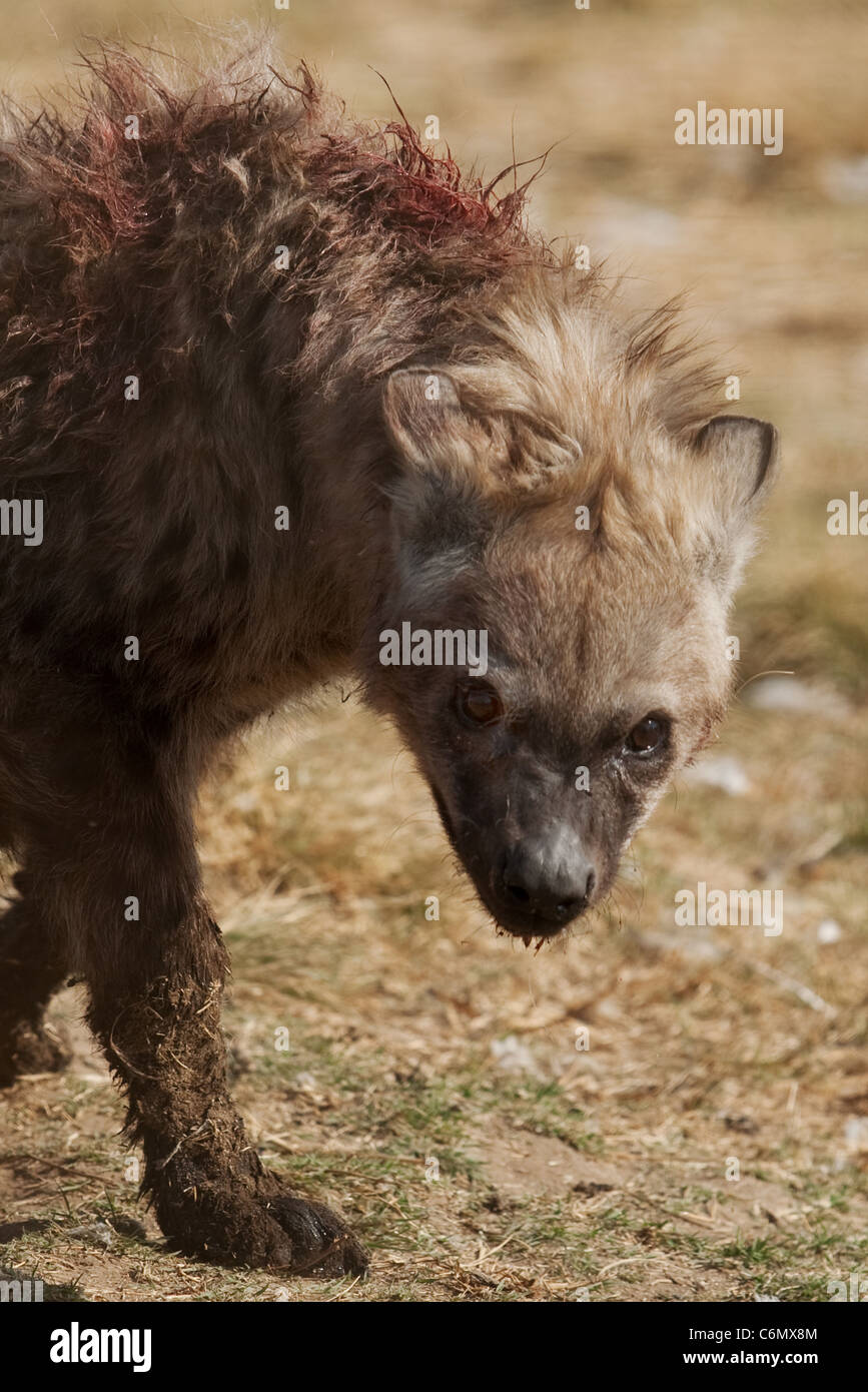 Blood Of An Animal High Resolution Stock Photography and Images - Alamy