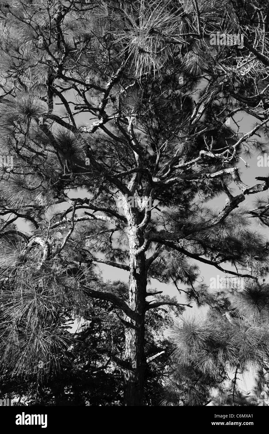 Trunk of a tall tree Black and White Stock Photos & Images - Alamy