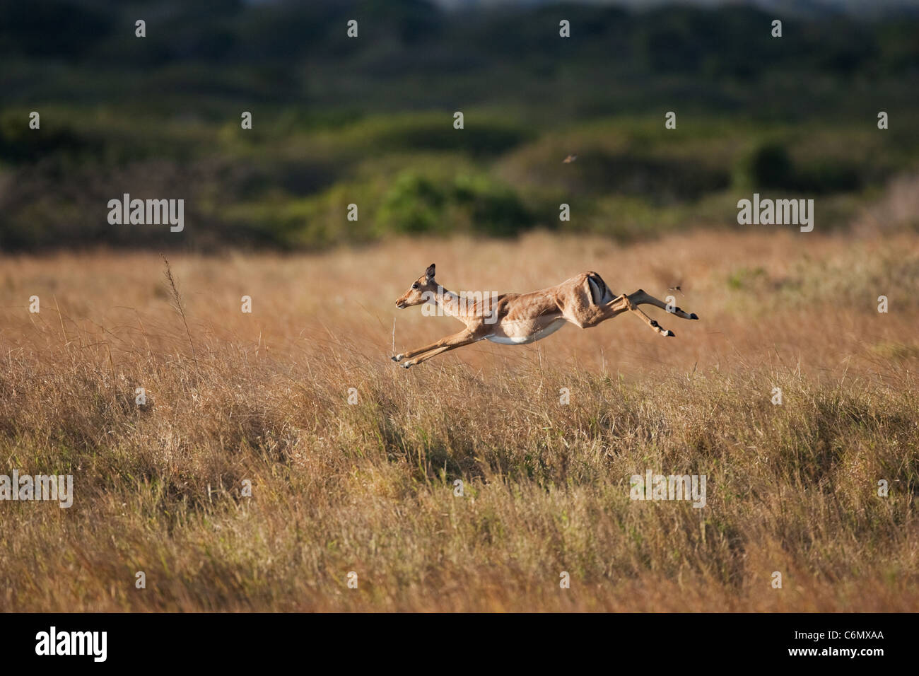Impala running through dry grass hi-res stock photography and images ...