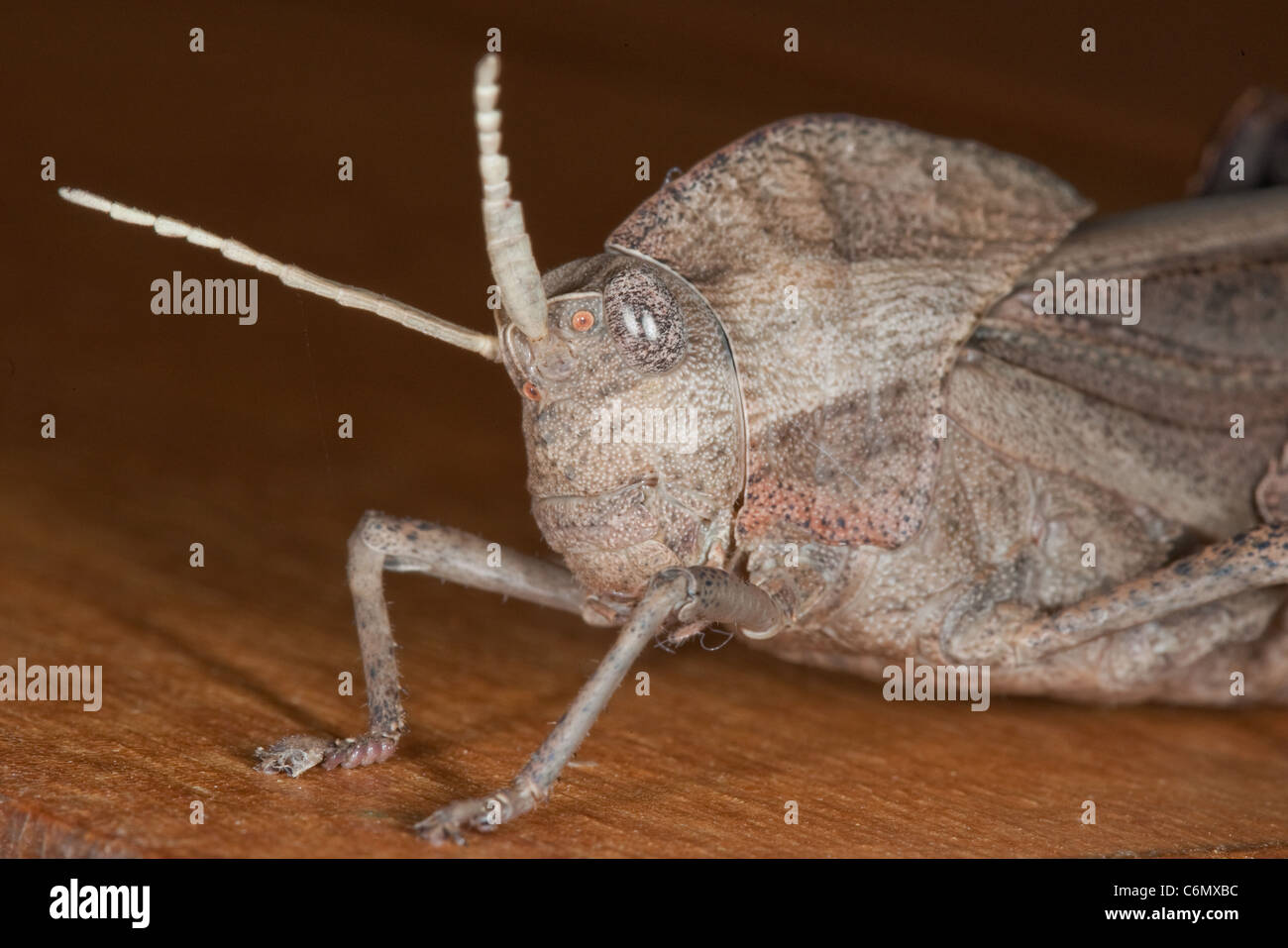 South african grasshopper hi-res stock photography and images - Alamy