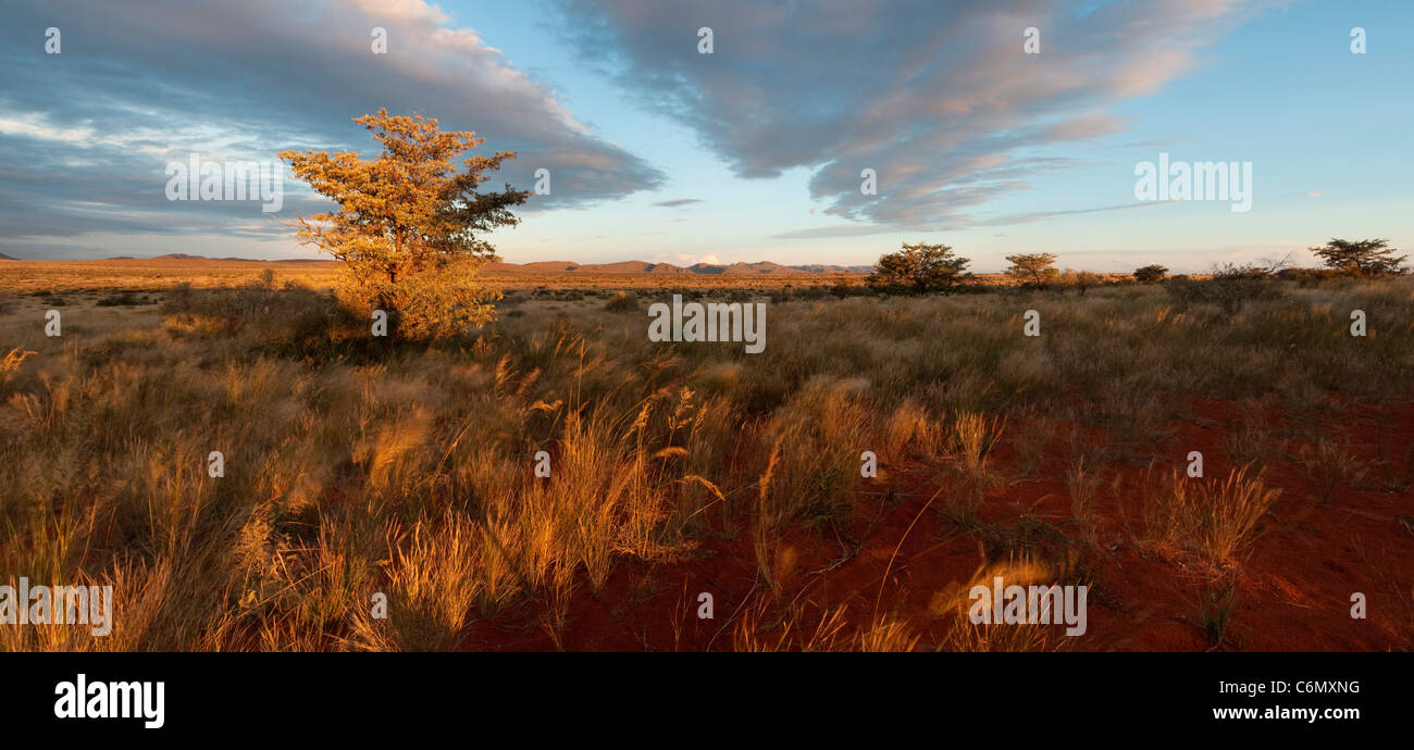 Kalahari reserve hi-res stock photography and images - Alamy