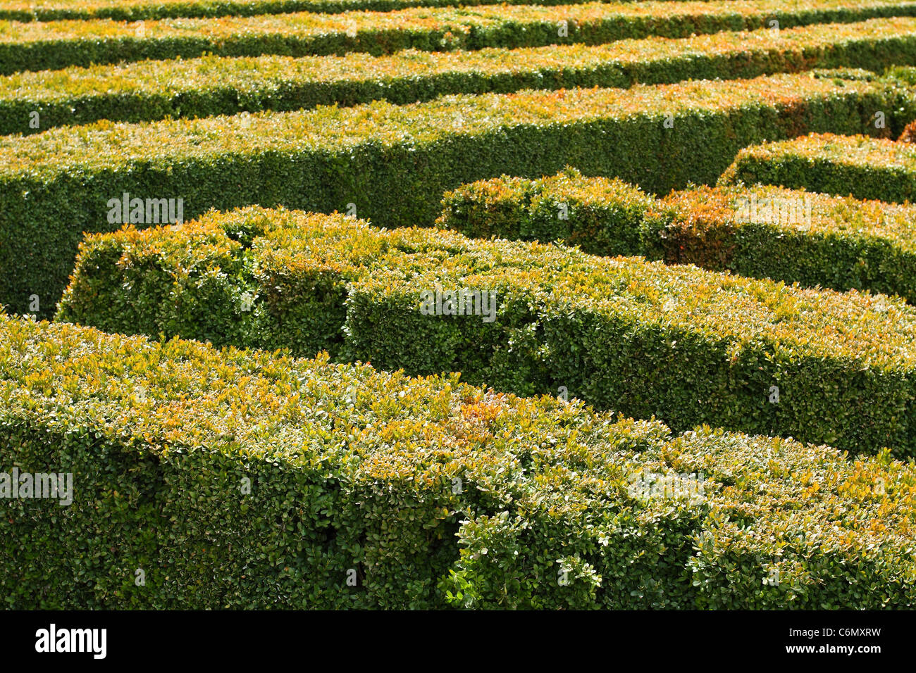 Quickset hedge hi-res stock photography and images - Alamy