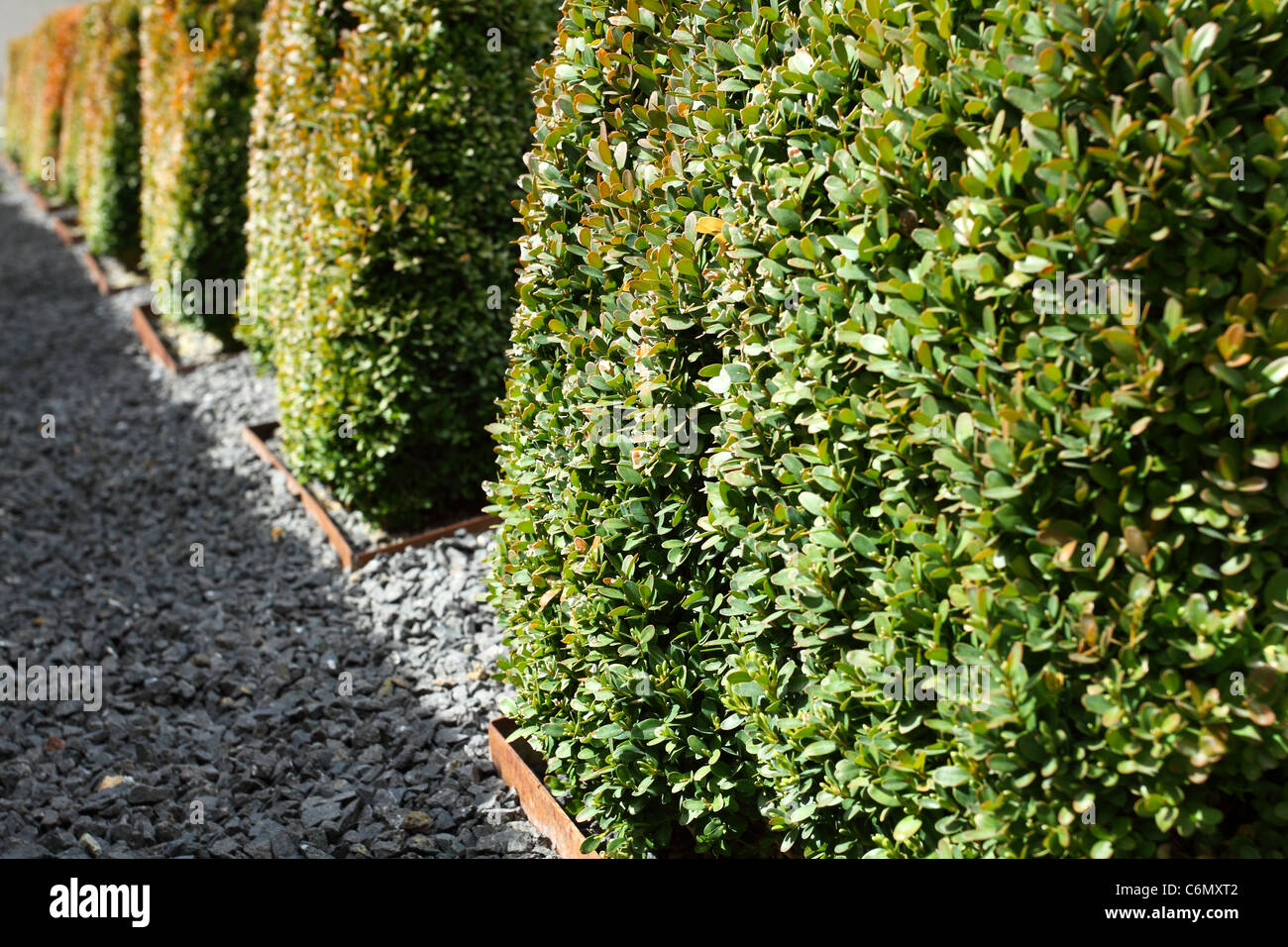 Quickset Hedge High Resolution Stock Photography and Images - Alamy