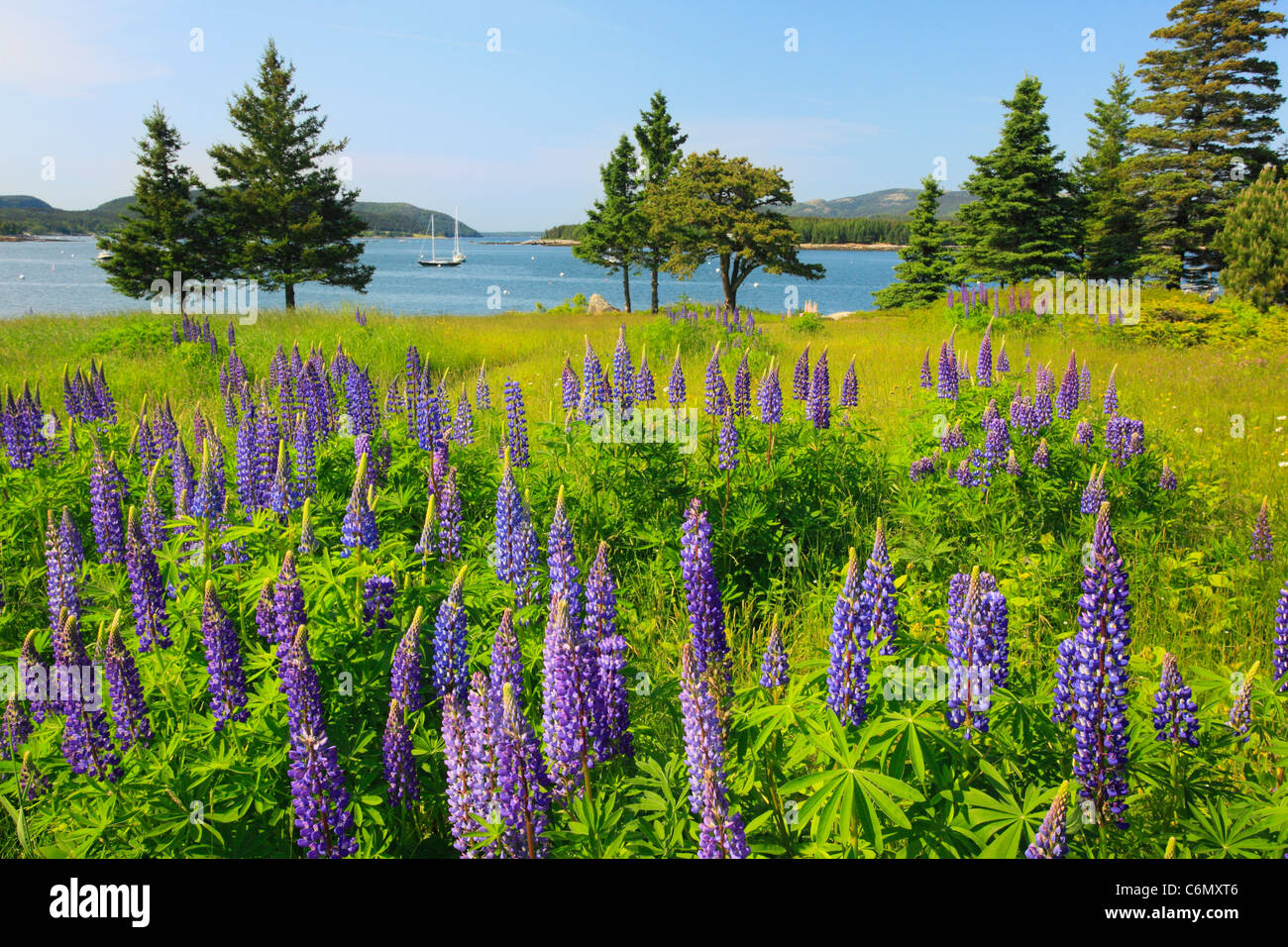 Field of Lupine, Manset, Mount Desert Island, Maine, USA Stock Photo ...