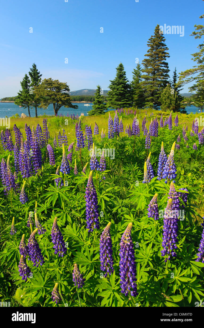 Acadia mount desert island hi-res stock photography and images - Alamy