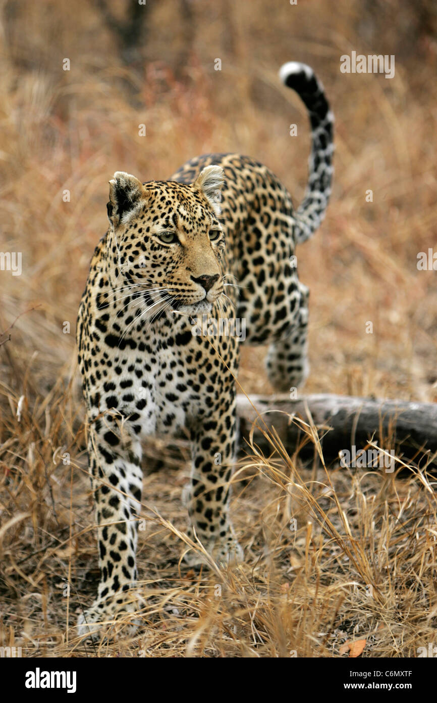 Leopard with a raised tail looking alert Stock Photo - Alamy