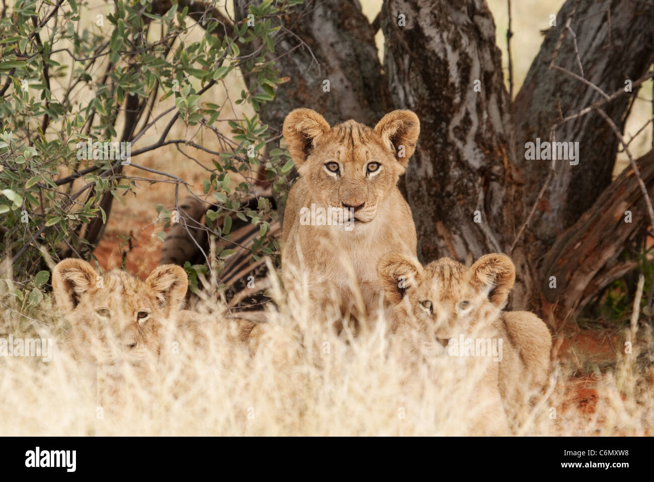 Lion and grass hi-res stock photography and images - Alamy