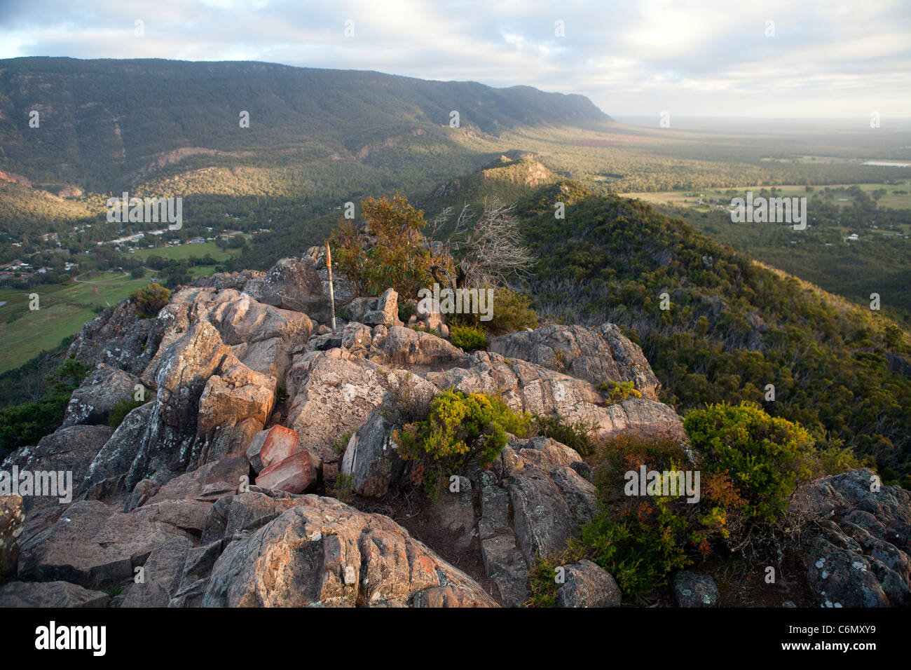Boronia hi-res stock photography and images - Alamy