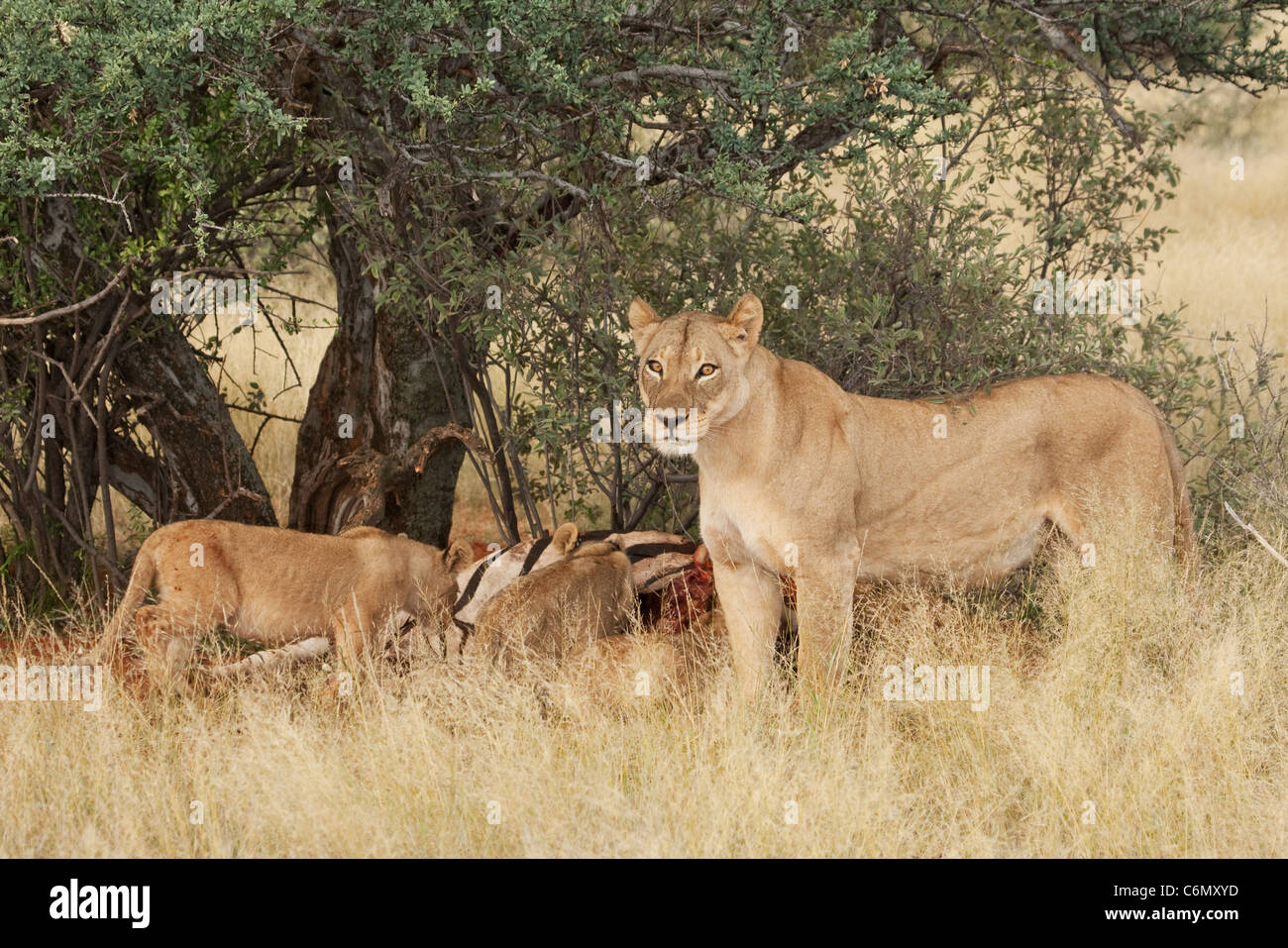 Zebra kill hi-res stock photography and images - Alamy
